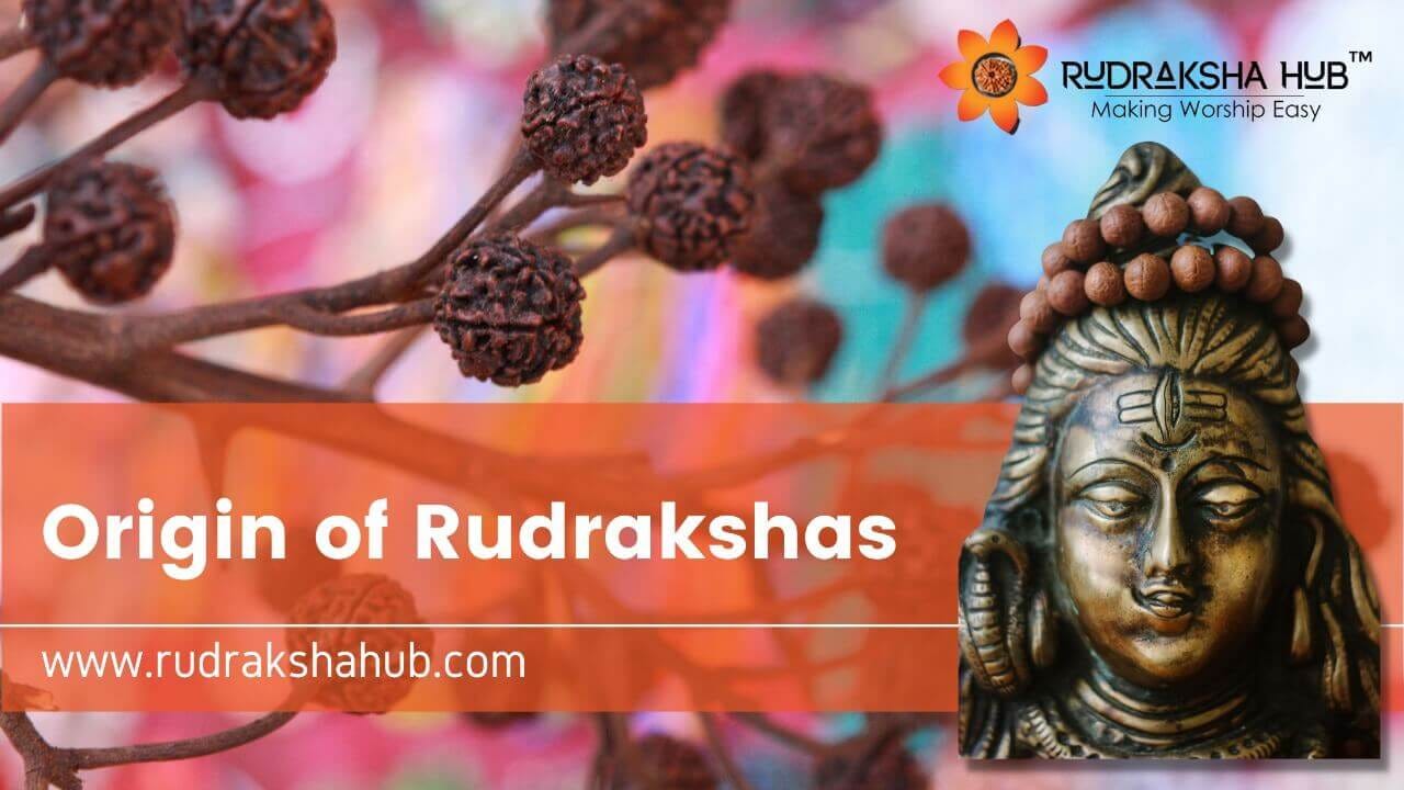 What exactly is Rudraksha? - Workshivani - Medium