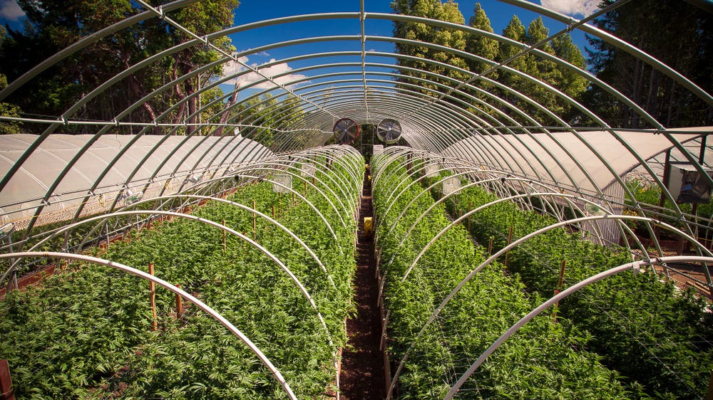 The Most Expensive Seeds. There are some pretty pricey seeds out… | by ...