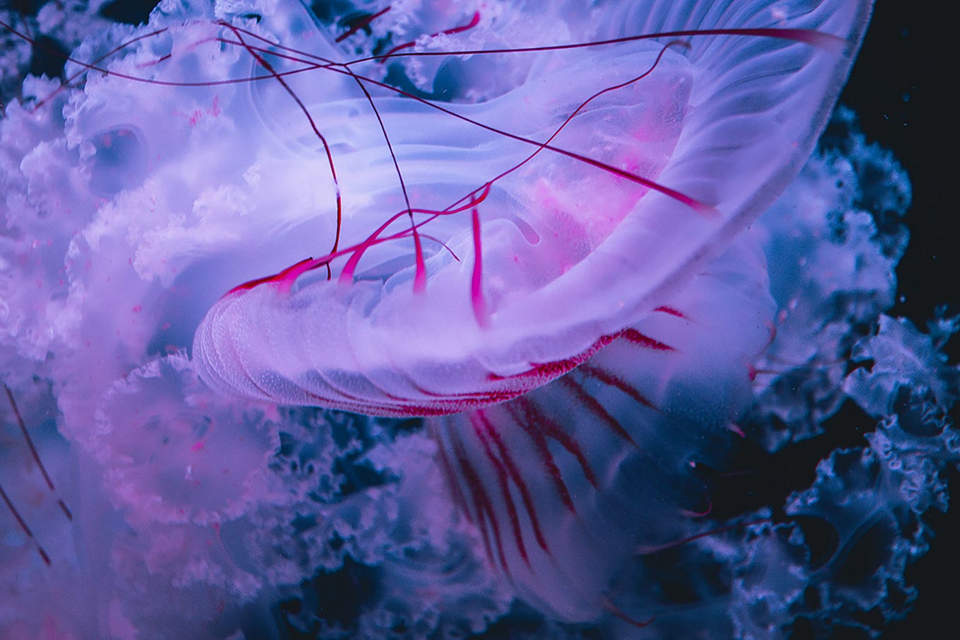 “You will face many defeats in life, but never let yourself be defeated ...