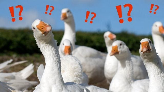 Be More Goose (a gander into leadership): Part 5 | by Jacquibrowne | Medium