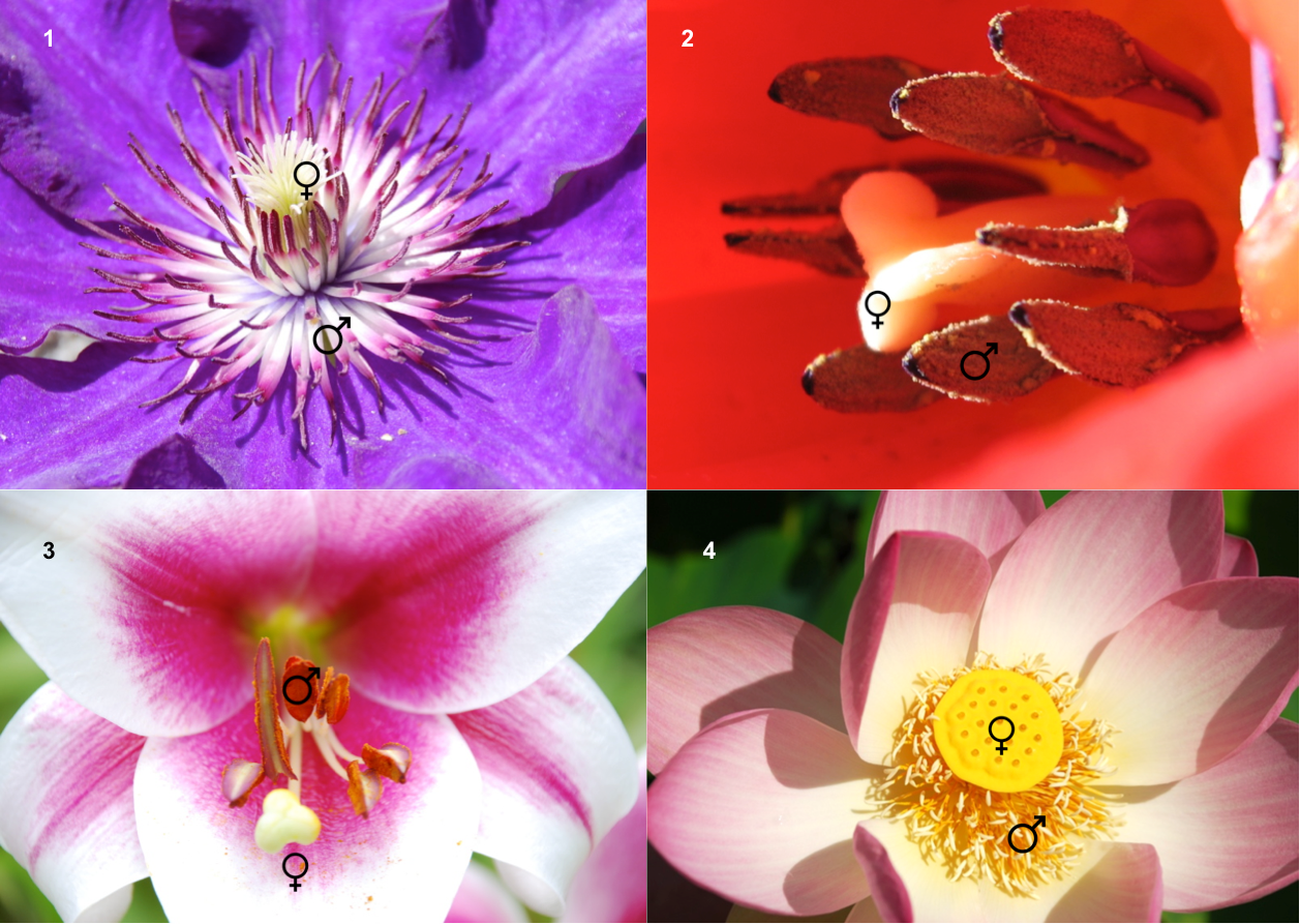 Up-Sizing: The Tale of The Polyploid Giants | by Celine Caseys | Plant ...