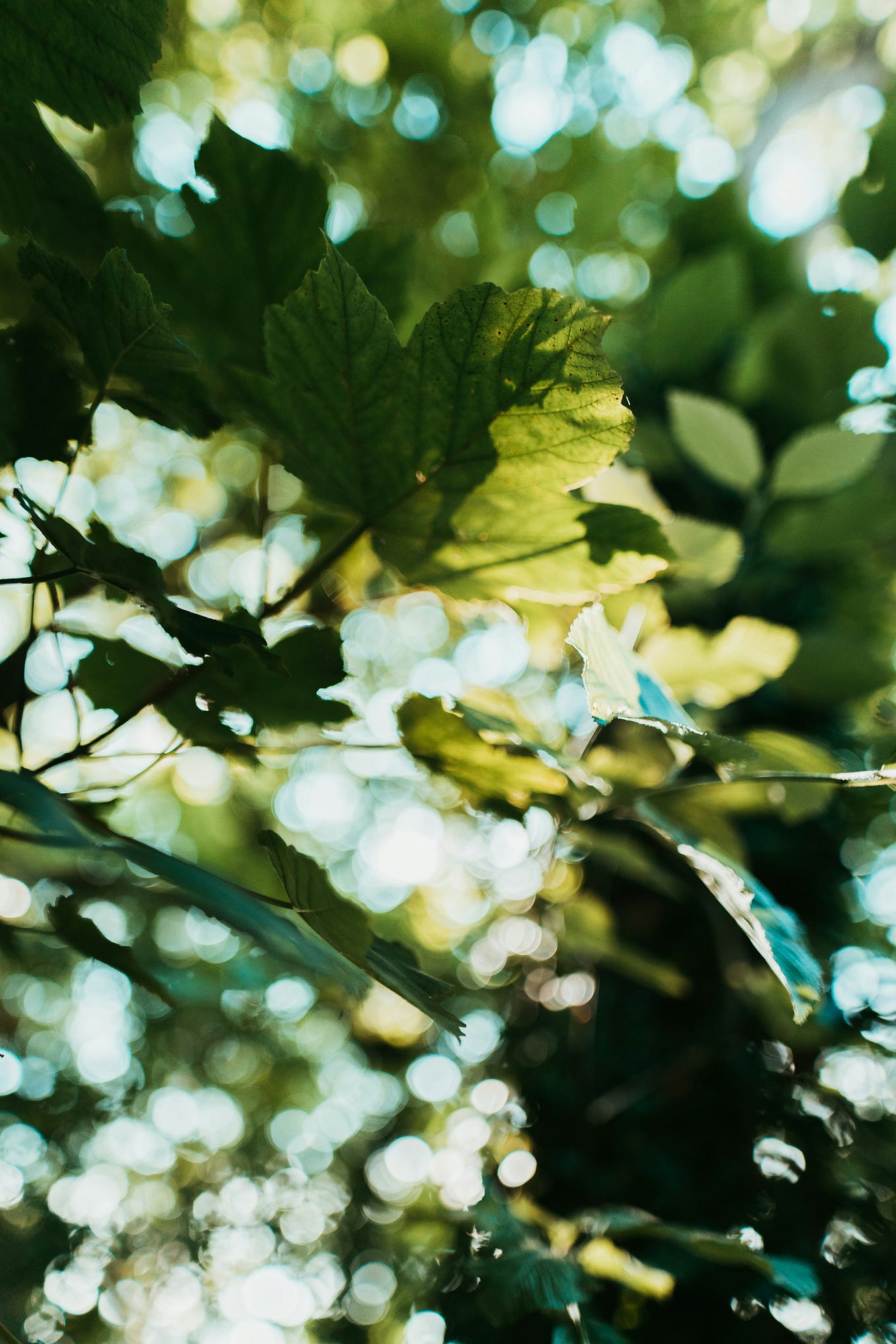 We Have Been Given - Know Thyself, Heal Thyself - Medium
