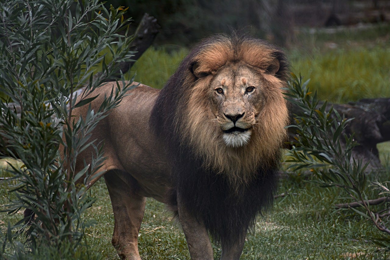 The Majestic Katanga Lion: A Closer Look at Africa’s Crown Jewel | by ...