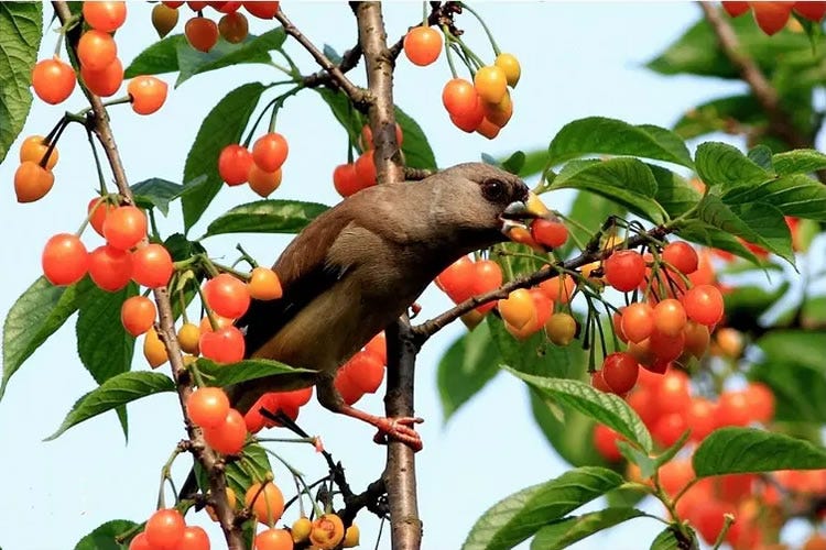 Bird attack? A few tips to keep your orchard free from bird damage ...