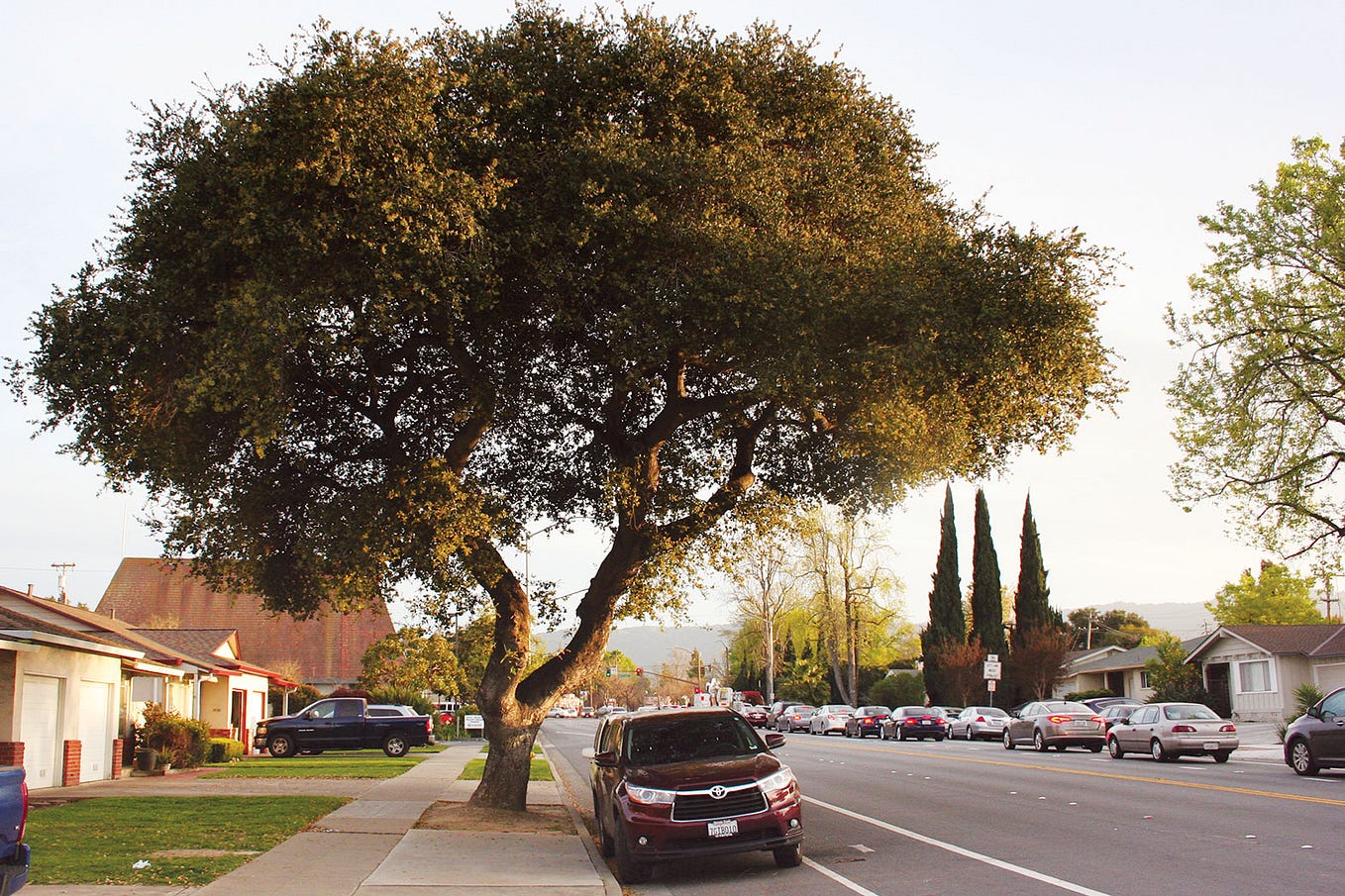 Are the Bay Area’s Parks Too Crowded? | by Bay Nature | Medium