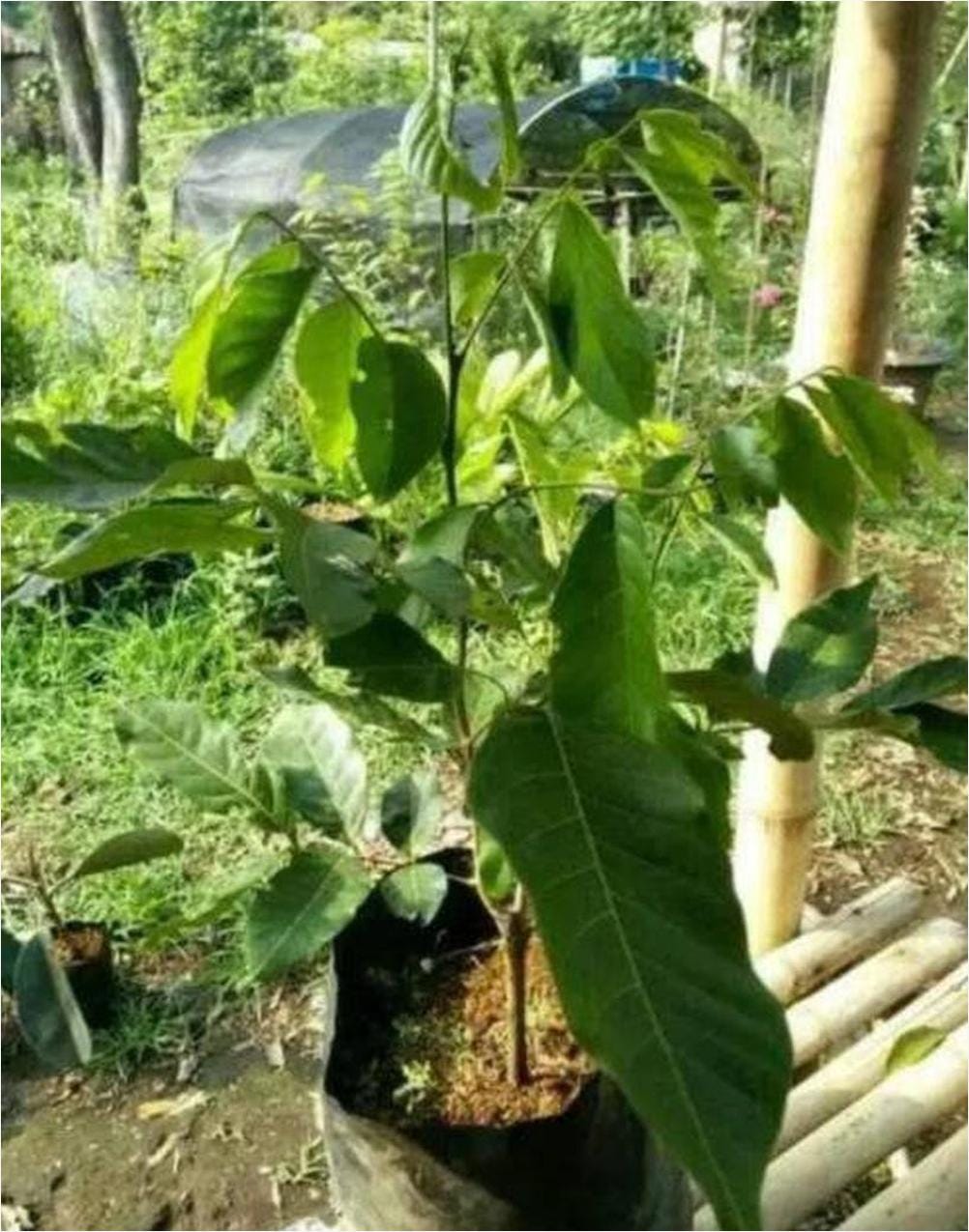 Bibit Cempedak Nangka Super Genjah Bisa Cod Tegal | by Ratihmelani | Medium