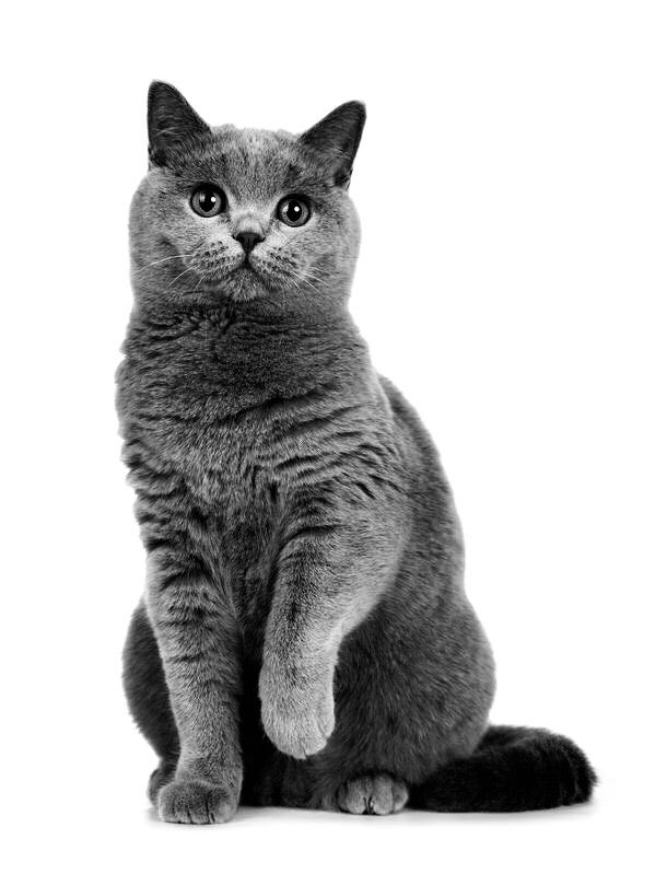 BigQuery CTEs by Example | TDS Archive