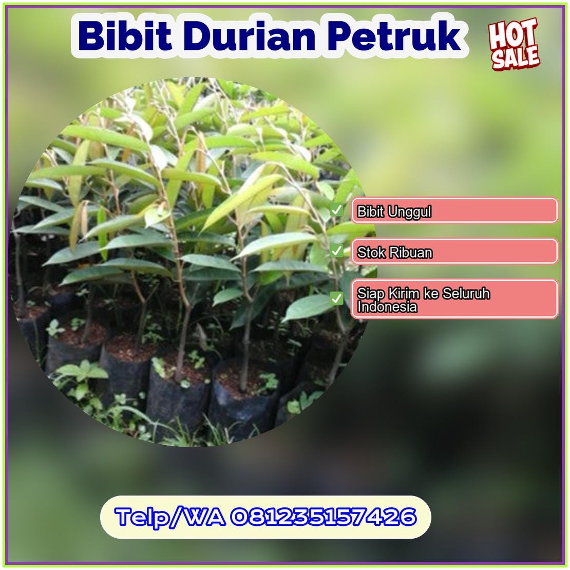 Bibit Vanili Planifolia Per Meter Vanilli Vanilla Vanila Paneli Kota ...