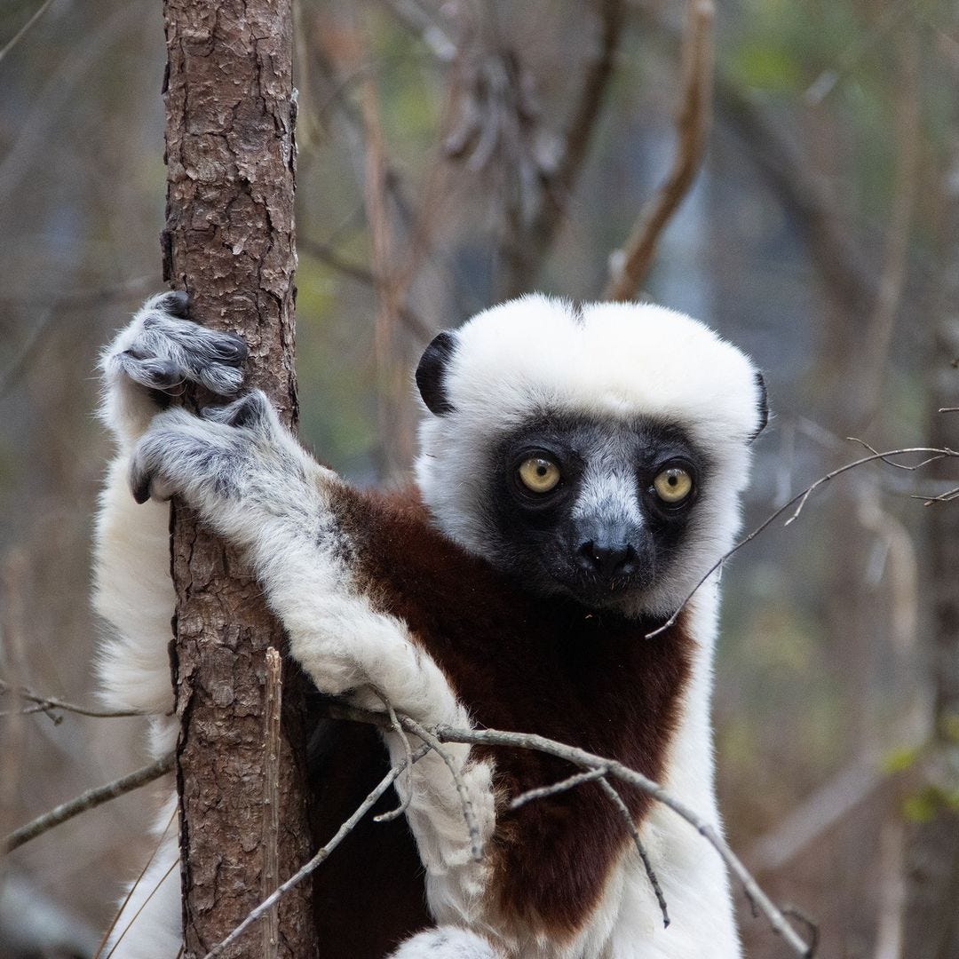Survival of the Fittest: Investigating the concept of natural selection ...