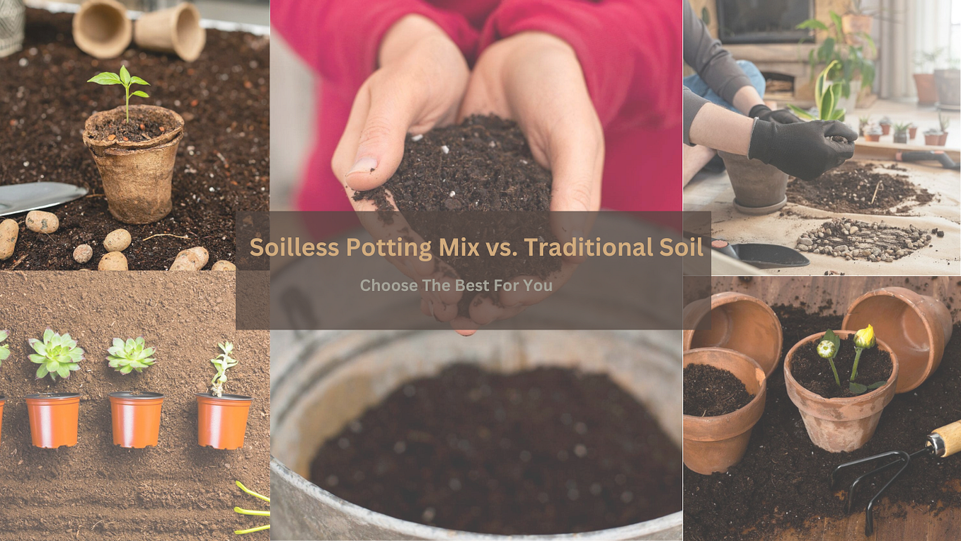 Key Differences between Perlite and Vermiculite for Plants | by Keltech ...