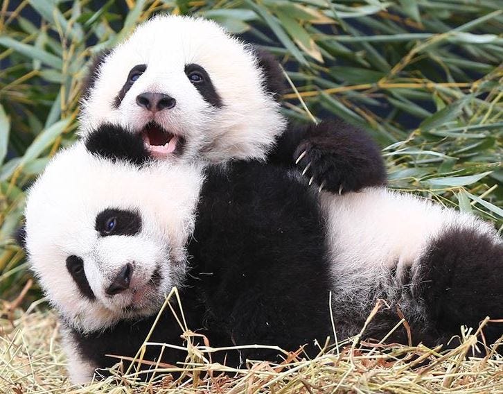 “Trabajando con Python: Cómo usar Visual Studio Code y Jupyter Notebook en conjunto" | by ...