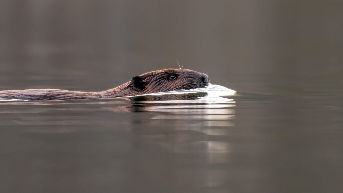 FWS Behind the Lens: Keenan Adams | by USFWS Library | USFWS Library ...