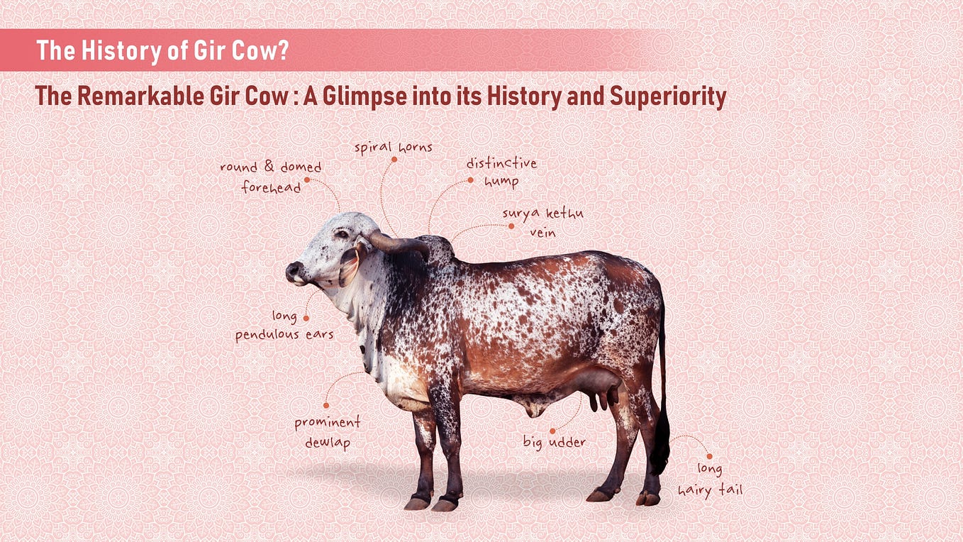 The Bharwad tribe and their relationship with Gir Cows | by Digital Trunk | Medium
