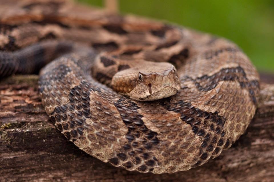 How NOT to Identify a Venomous Snake | by Micha Petty | The Natural ...
