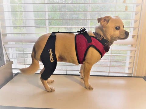 CCL Injury Treatment with Dog Knee Braces | by Tailwindpets | Aug, 2024 ...