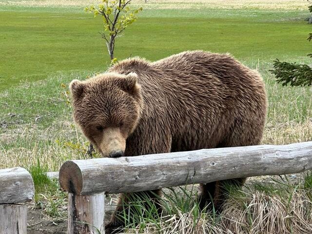 Alaska’s Hidden Gems: Unforgettable Brown Bear Tours - Mel Erickson ...