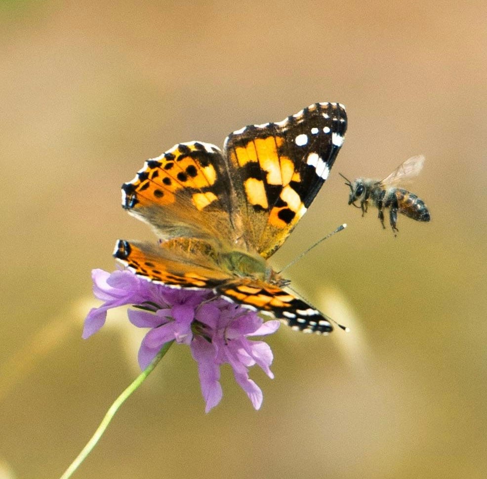 Discover the Surprising Health Benefits of Going Vegetarian! | by ...