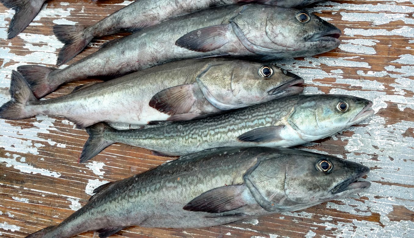 Life After Death: Your Ultimate Guide to Zombie Salmon | by U.S.Fish ...