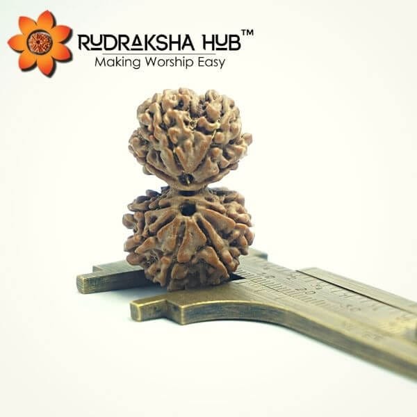 20 Mukhi Rudraksha (Indonesian). Twenty Mukhi Indonesian Rudraksha is an… | by Rudrakshahub | Medium