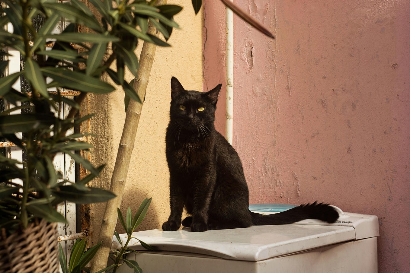 The Challenges of Understanding Female Black Cats: Aloofness and ...