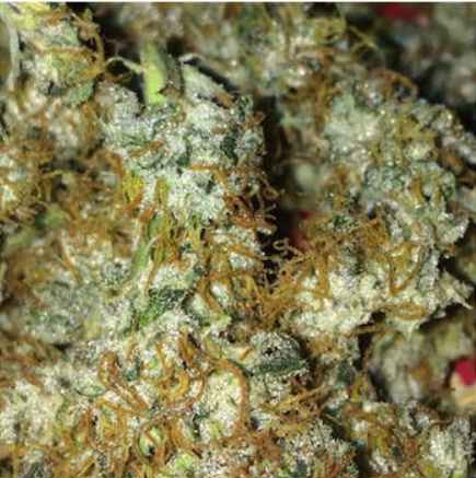 Ice Queen (3.5 grams) - DC Cannabis Bud - Medium