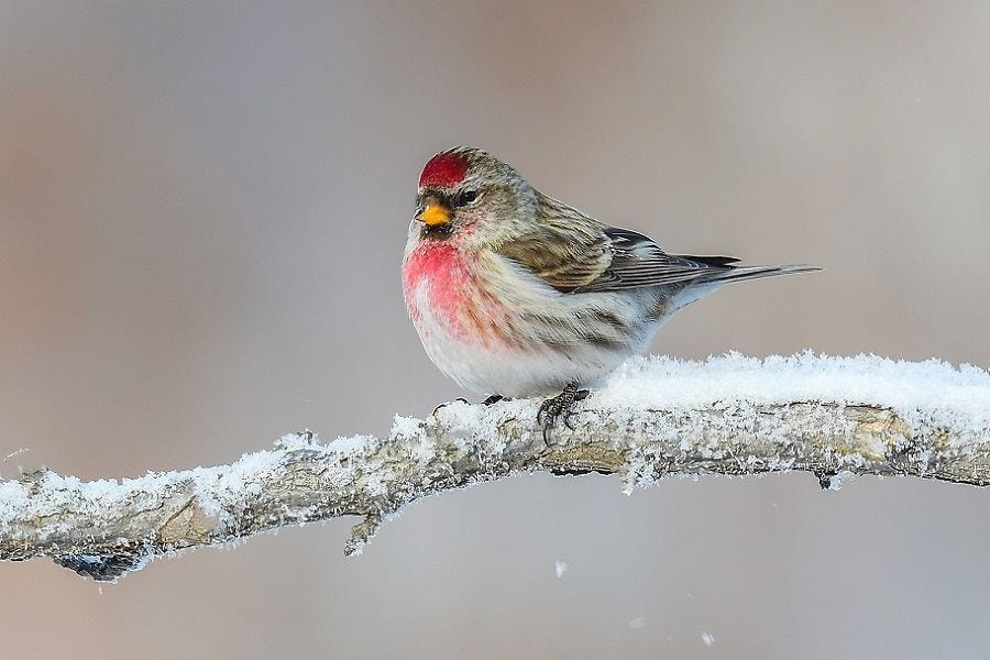 What is New Zealand’s National Bird? | by Flybirdworld | Medium