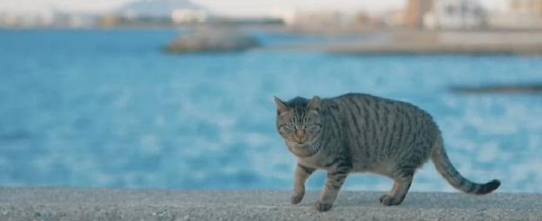 Shusshakaji Temple 🇯🇵 - Shintoism Buddhism and Cat - Medium
