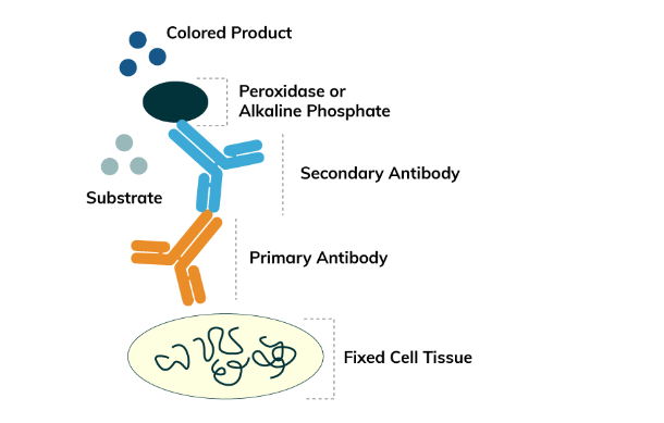 Comparison of BL21(DE3) and Rosetta strains | by KMD Bioscience | Medium