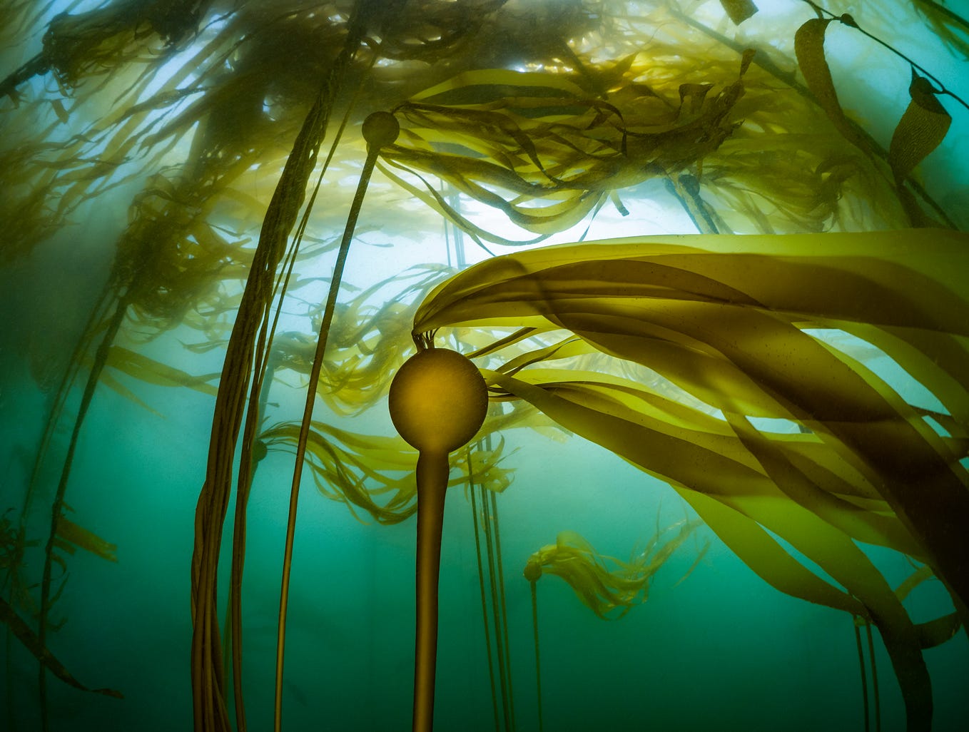 Bull Kelp — What is it and Why does it matter? | by Francesca Koe | Medium