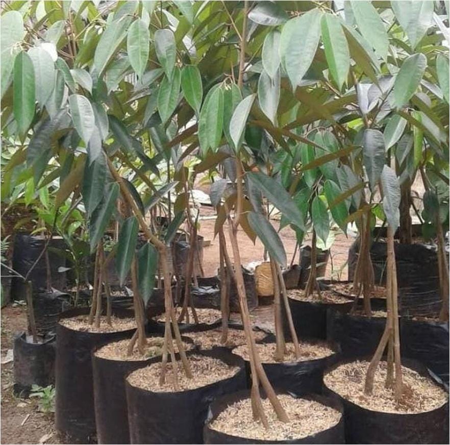 Jual Bibit Cempedak Merah Nagan Raya - Ezio Asoka - Medium