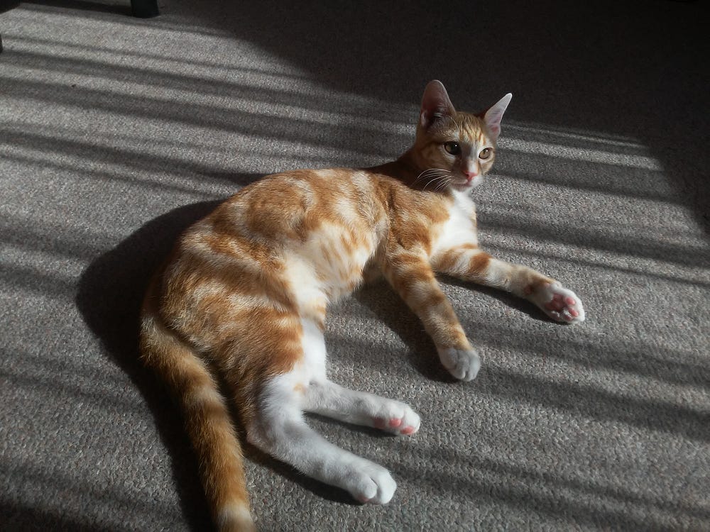 The Ten Commandments That All Cats Learn As Kittens | by Deborah Barchi ...