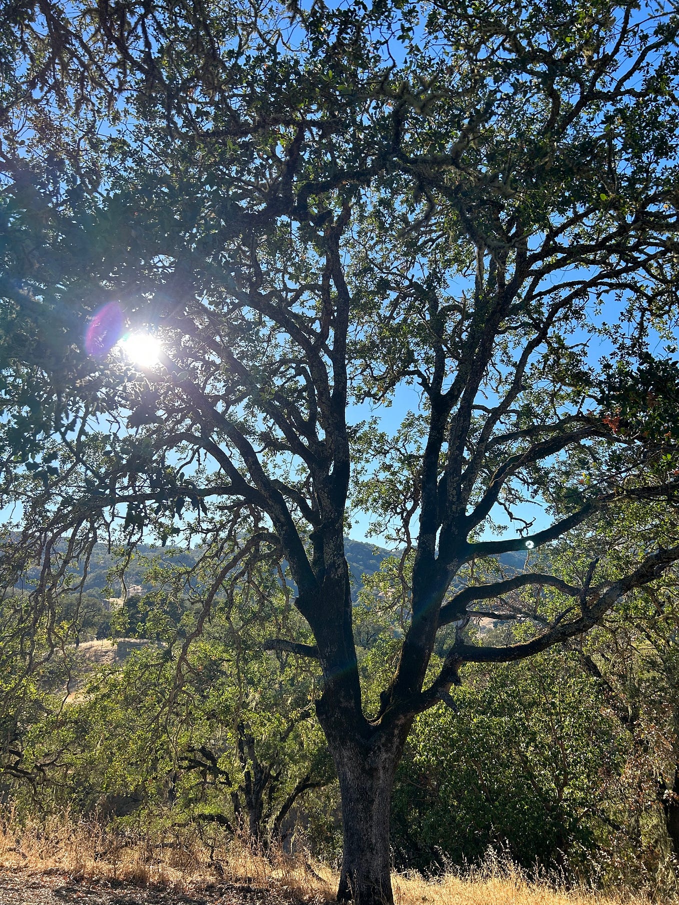 Leaf Them Alone. In defense of a messy yard | by Brian D. Haig ...