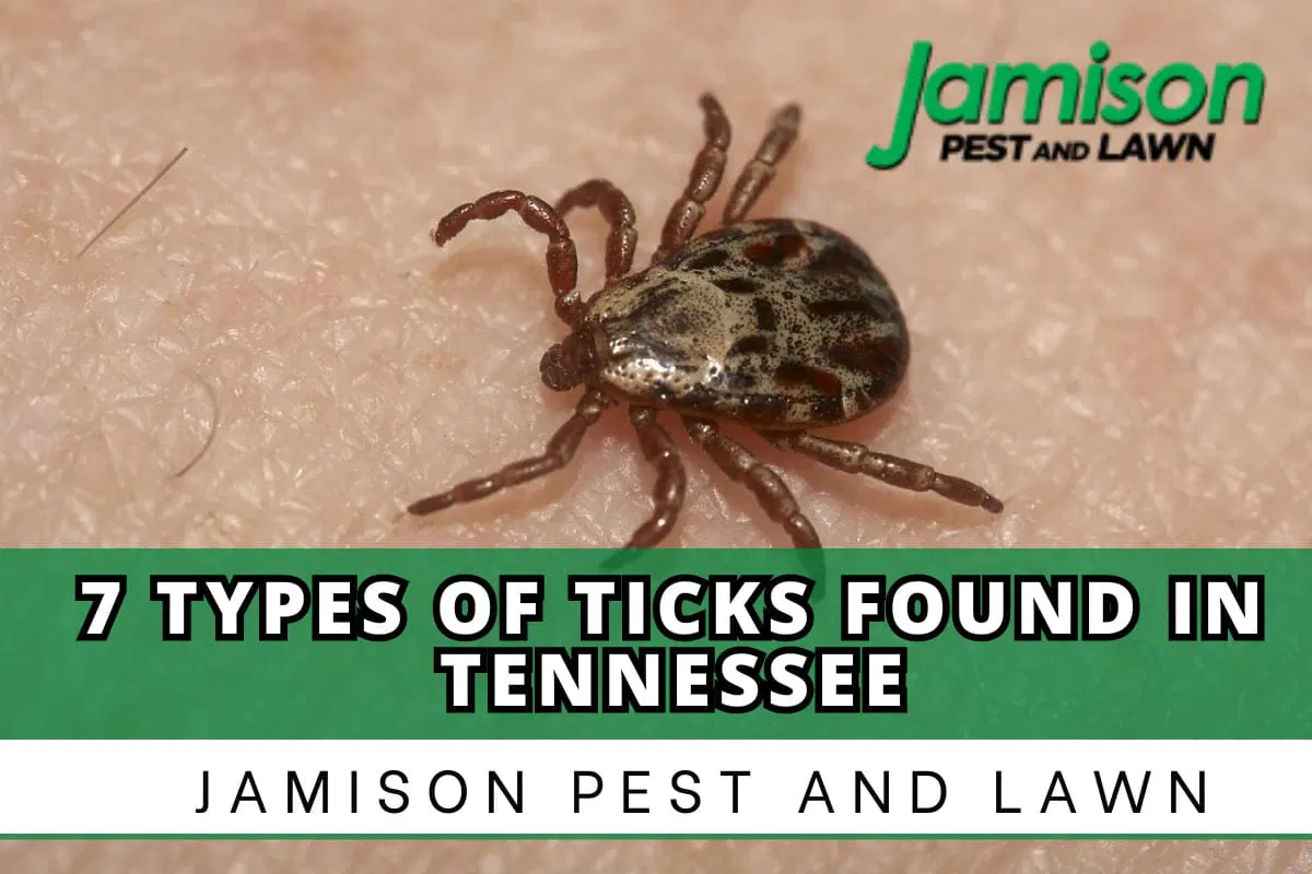 5 Tick Sprays To Protect Your Yard In 2024 - Jamison Pest and Lawn - Medium