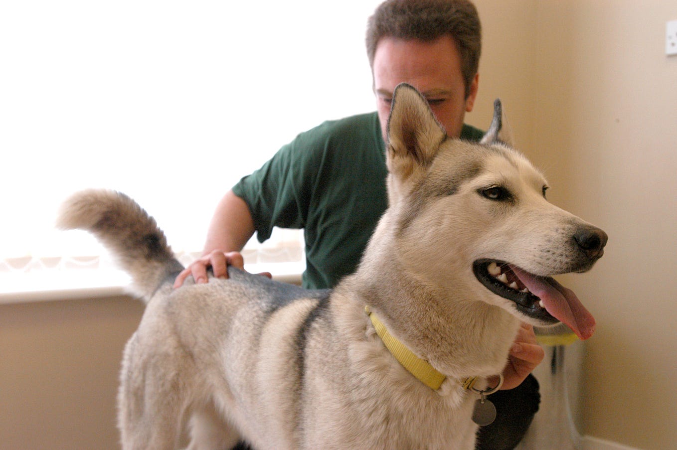 Animal Osteopathy. Its origins and growth | by Tony Nevin | Creatures ...