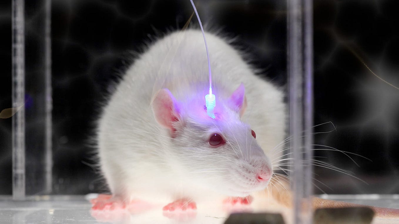 Viewing Your Brain Activity With the Muse Headband | by Carol Rong ...