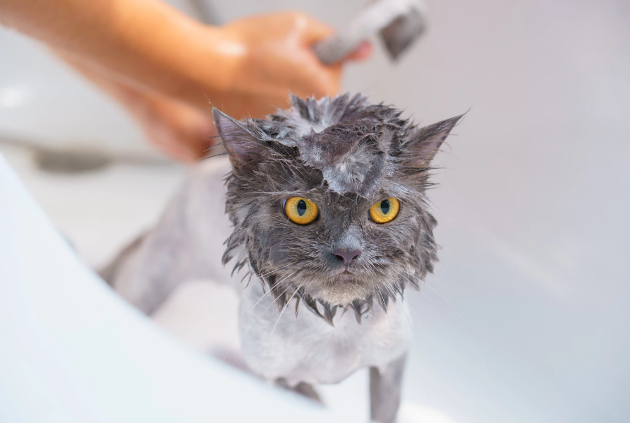 Understanding the Tragic Phenomenon: Cat Died After Bath | by Sarah ...