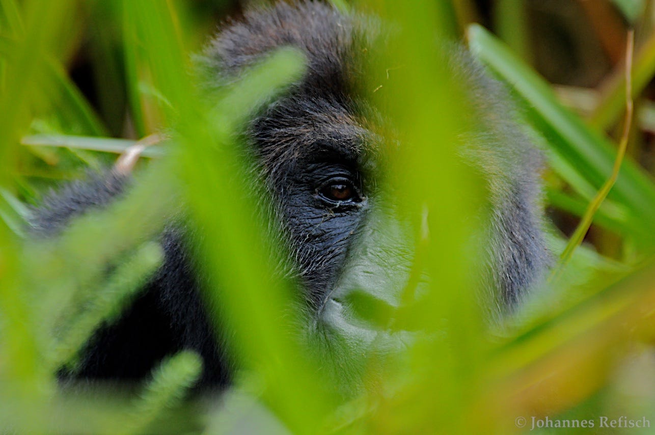 Conservation from the Skies: Are Drones the Future for Great Apes ...