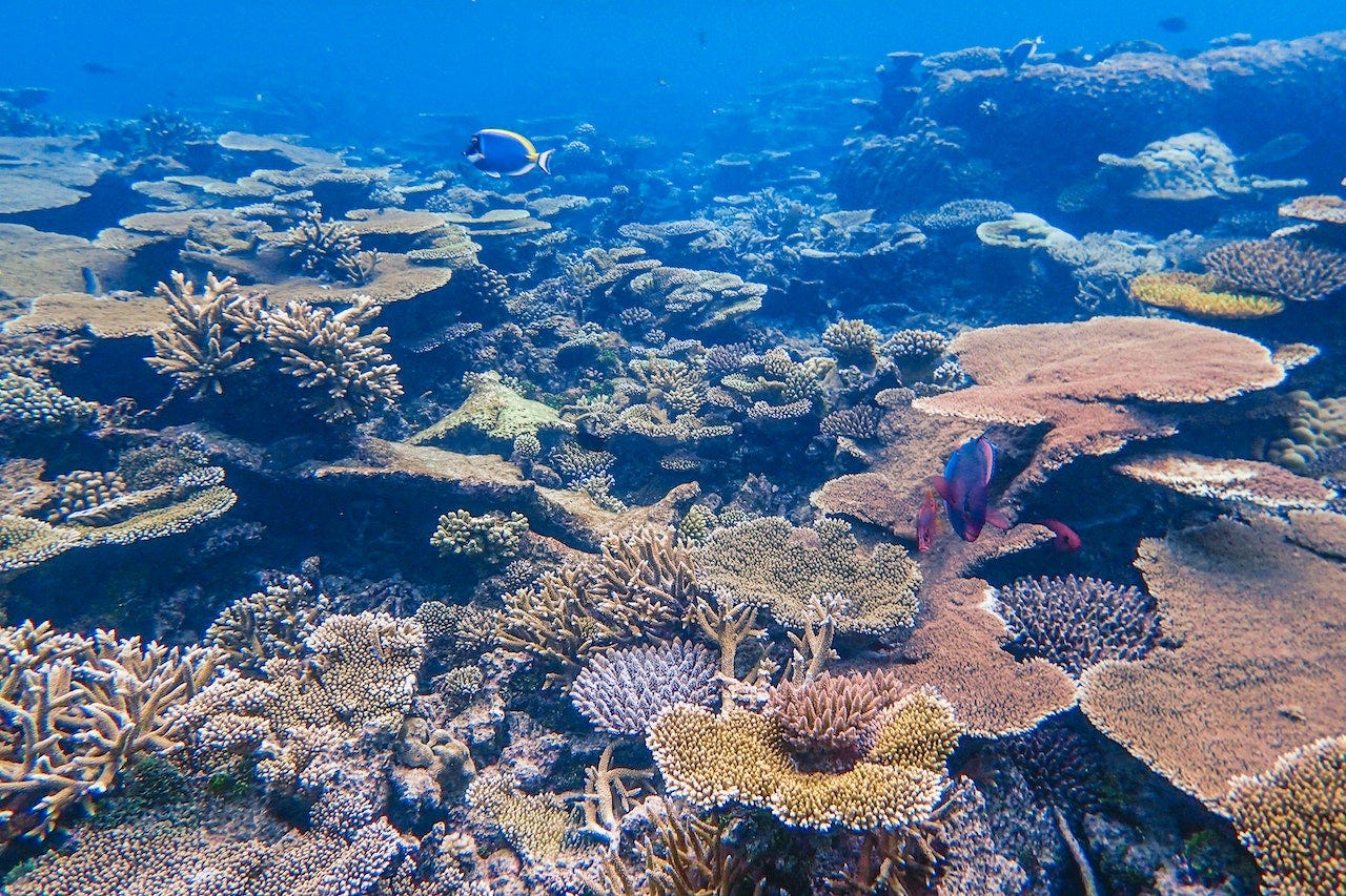 Coral Reef Plankton