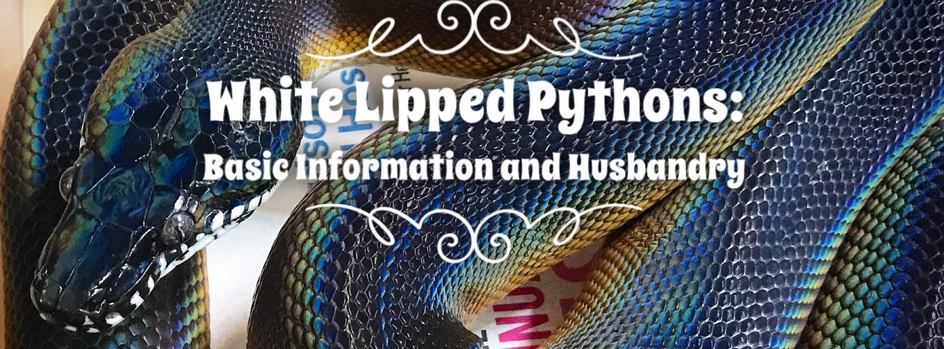 Husbandry of the Jungle Carpet Python in Captivity | by Scott Borden ...