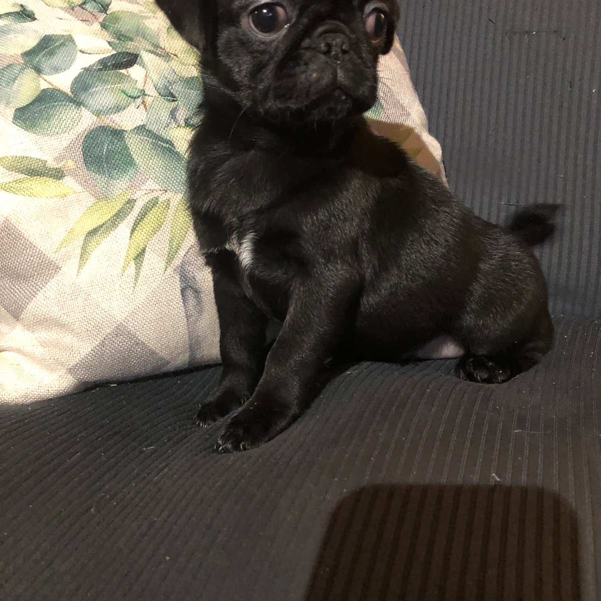 Life Of A pug Puppy. Firstly, If you’re looking for a movie… | by ...