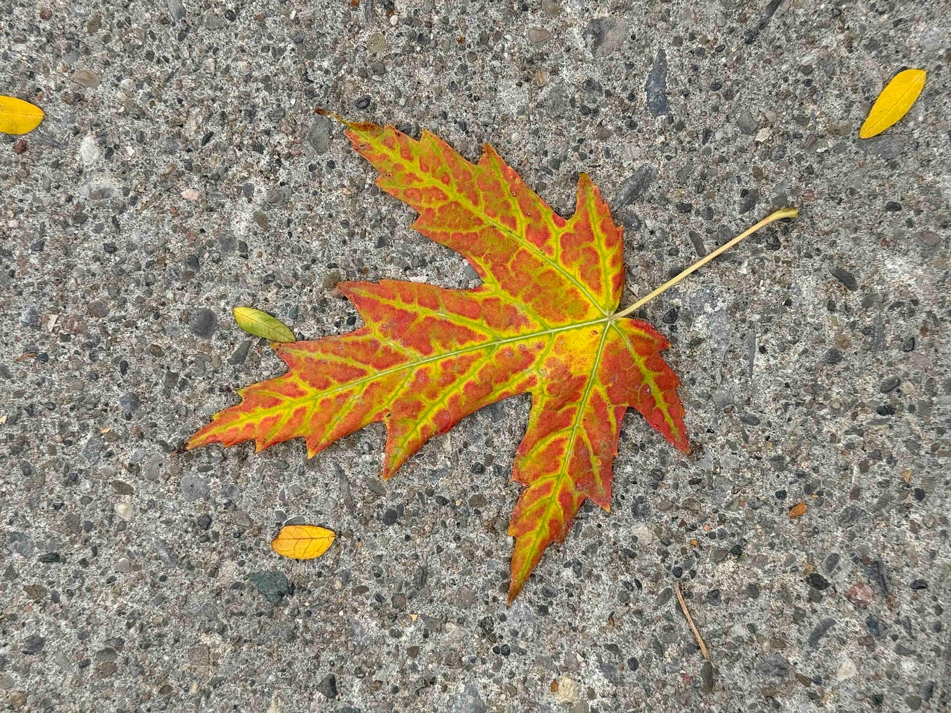 Podman Cheatsheet. This cheat sheet covers the basic… | by Kevin | Medium