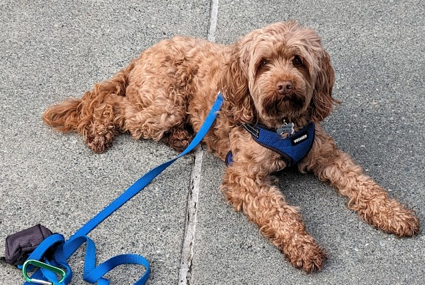 Train a model in tf.keras with Colab, and run it in the browser with TensorFlow.js | by Zaid ...