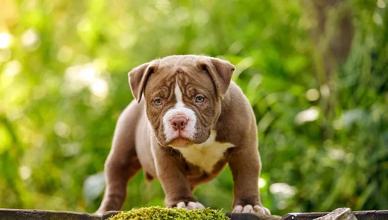 How Much Does An XL Bully Cost? - Fort Worth Pit Puppies - Medium