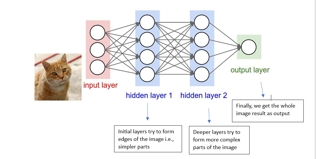 Neural Networks : A journey into the weights and biases | by Gurmehar Kaur | Medium