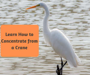 Basic Code to start any python GUI application using Tkinter - Ashima ...