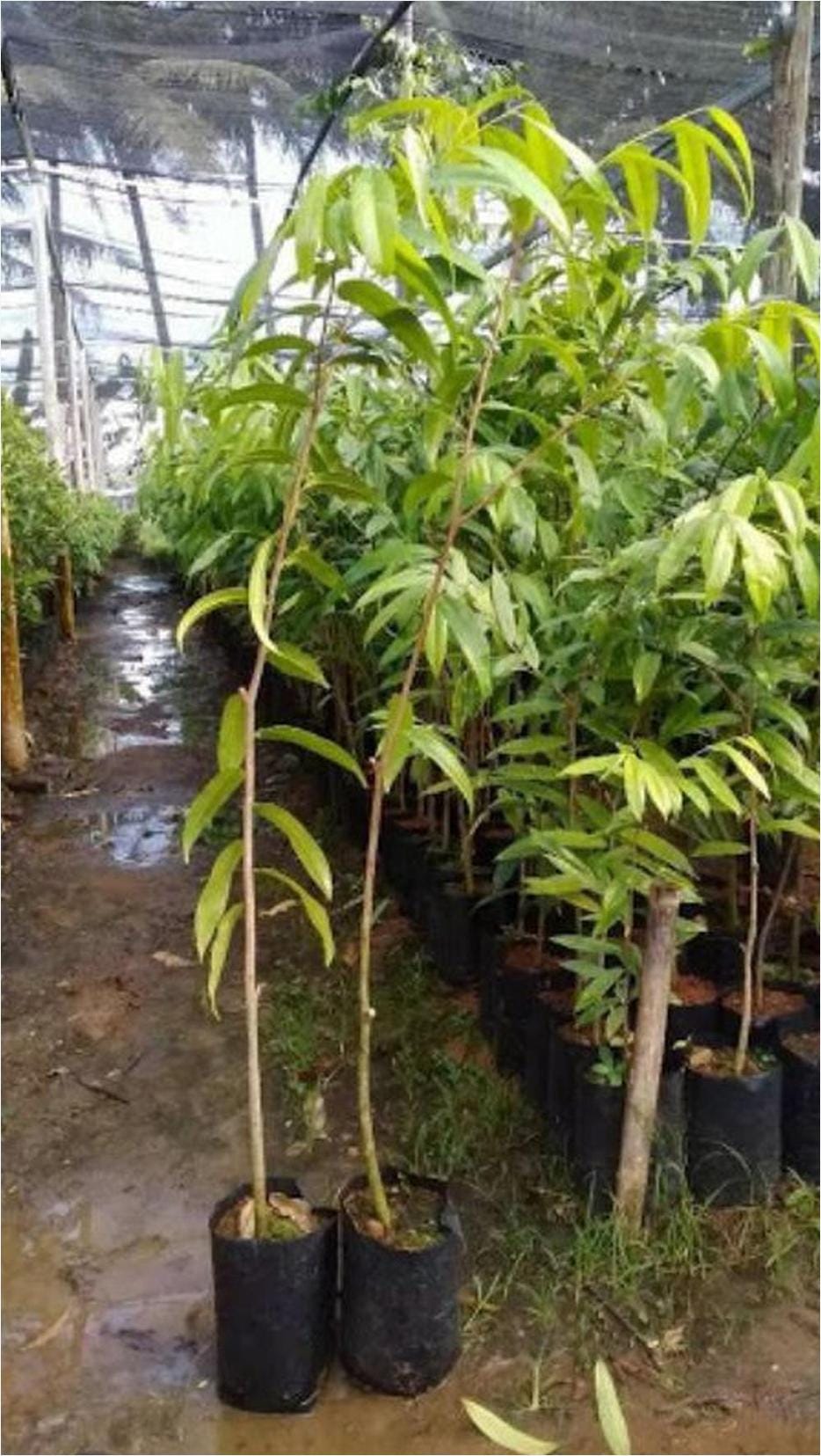 Bibit Durian Super Tembaga Kuningan Berkualitas | by Sahale Asoka | Medium
