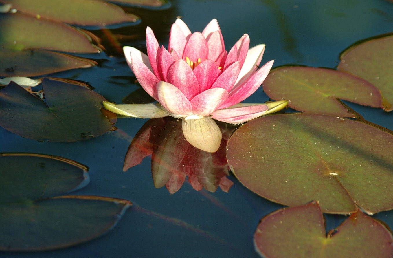 Sijo Poetry Contest: How to Write a Winning Poem | by Nancy Jorgensen ...