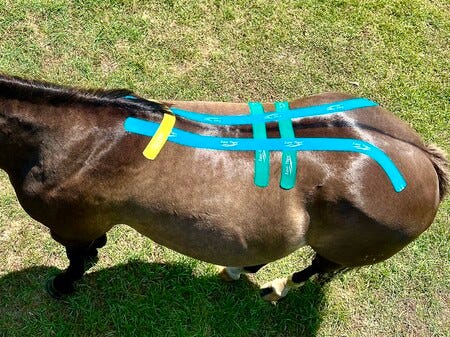 The Ultimate Guide to Kinesiology Tape for Horses | by EQUITAPE | Medium