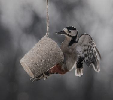 Suet Blocks in Winter: How to help birds survive the colder months ...