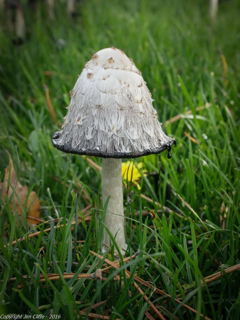 At the same time, another IJN submarine shelled the Point Estevan ...